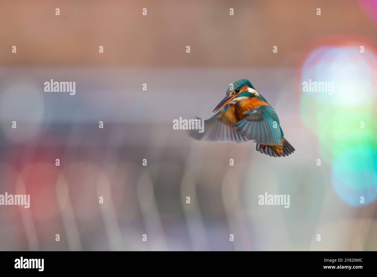 Side view of a wild, UK kingfisher bird isolated in midair hovering ...