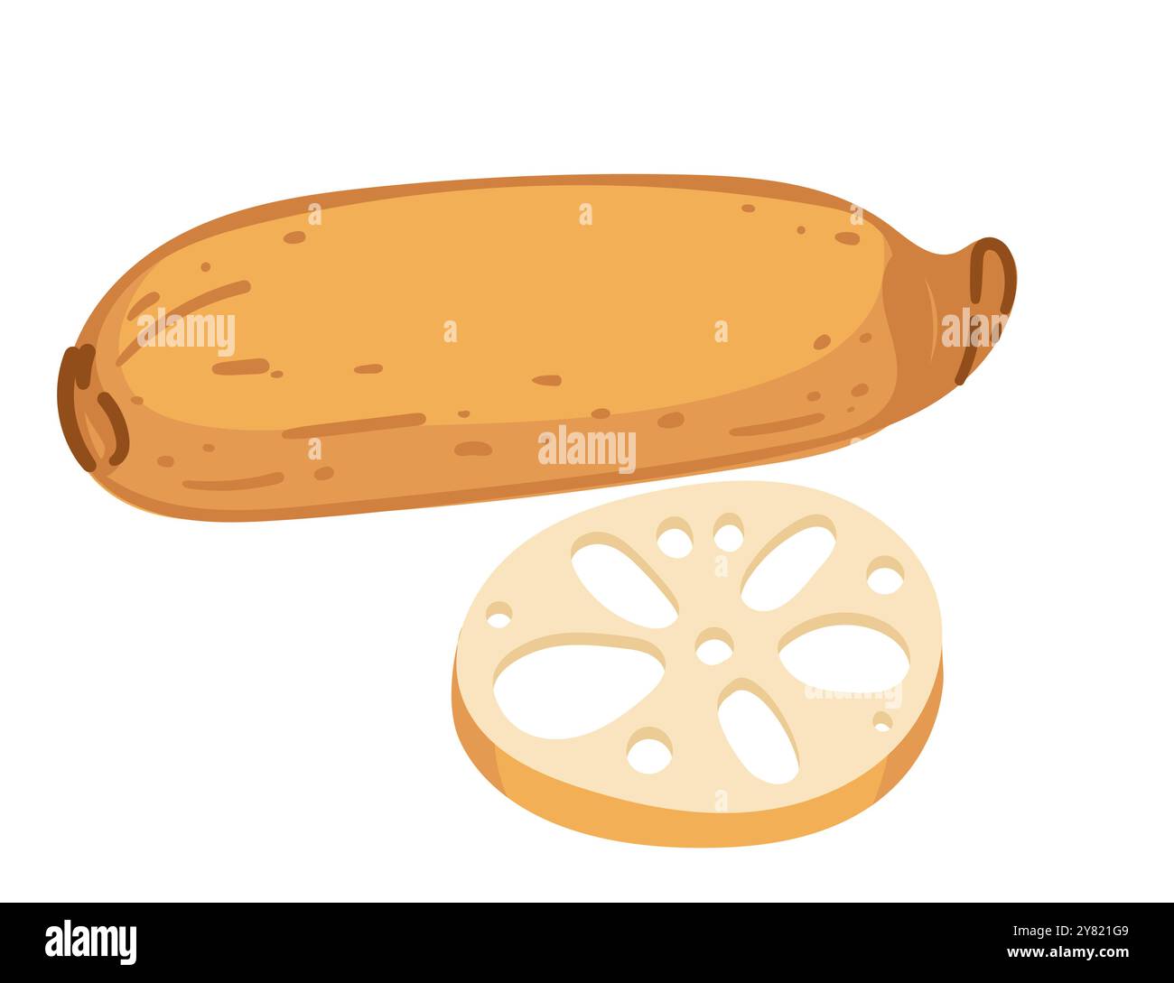 Lotus root whole and slice. Traditional asian plant vegetable. Vector ...