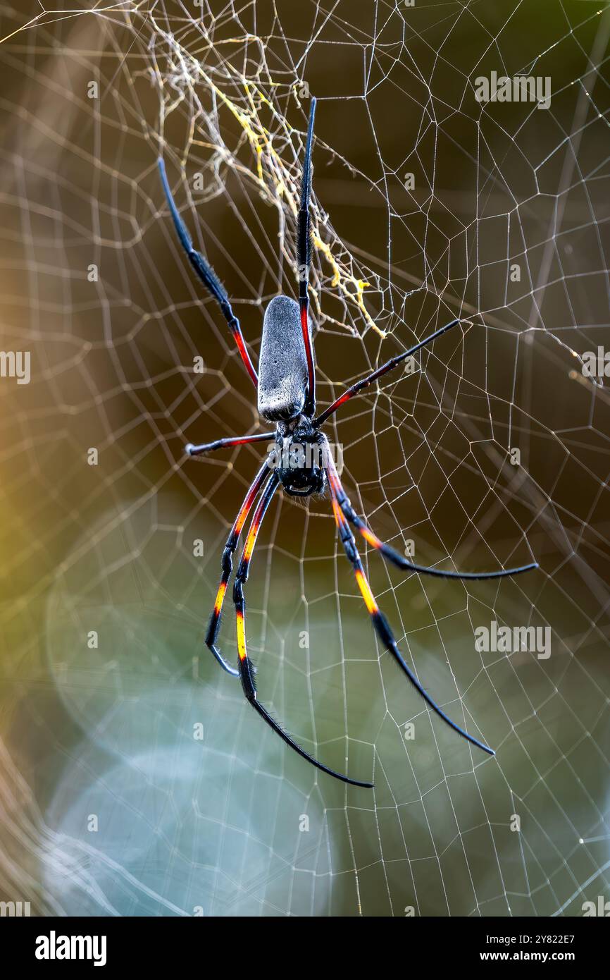 Red-legged Golden Orb-web Spider - Trichonephila inaurata, beautiful ...