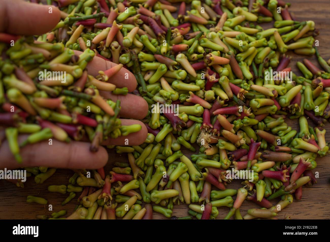 closeup hands holding cloves Stock Photo - Alamy