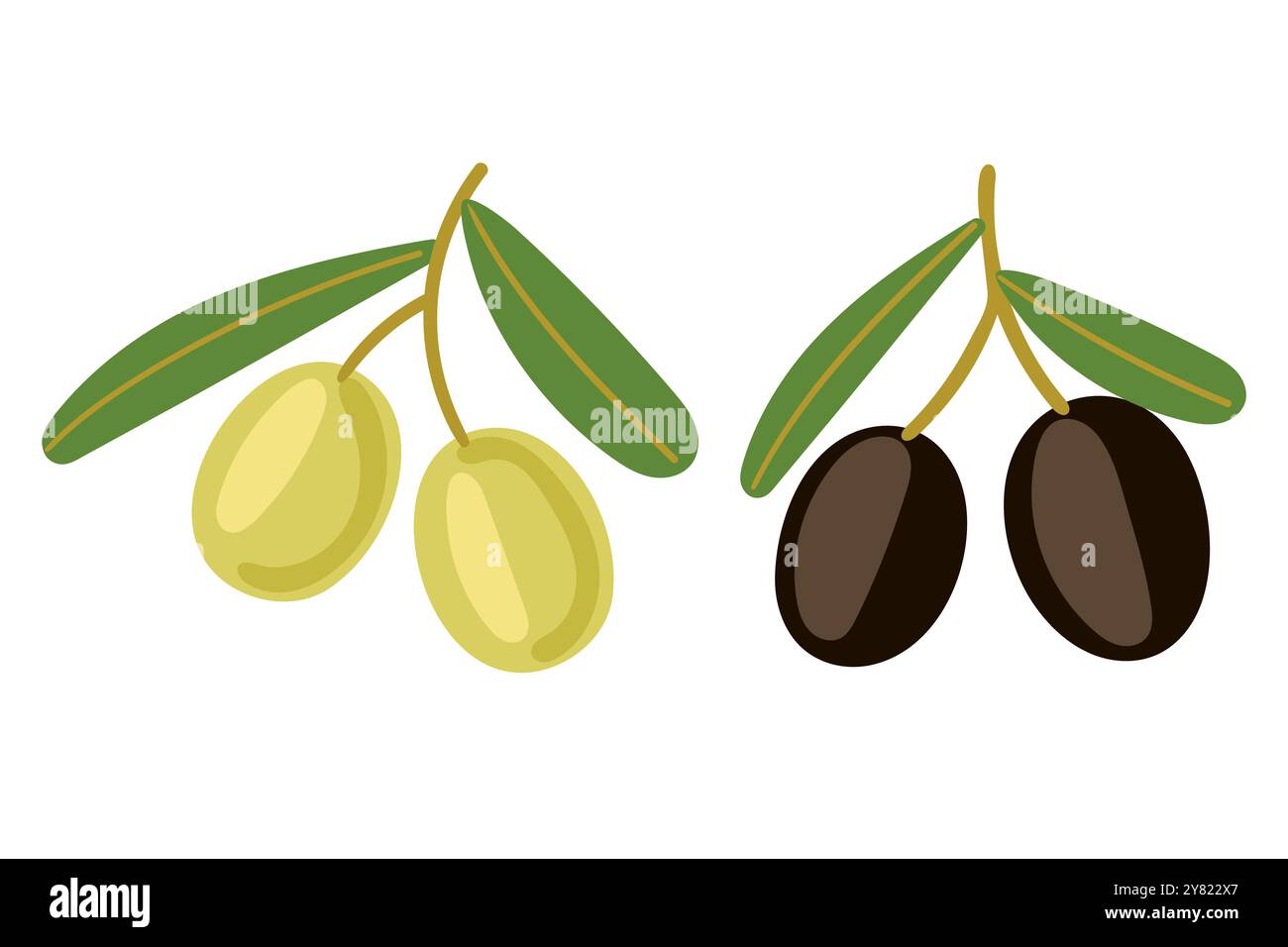 Set of two olive branches. Green and black olives. Mediterranean ...
