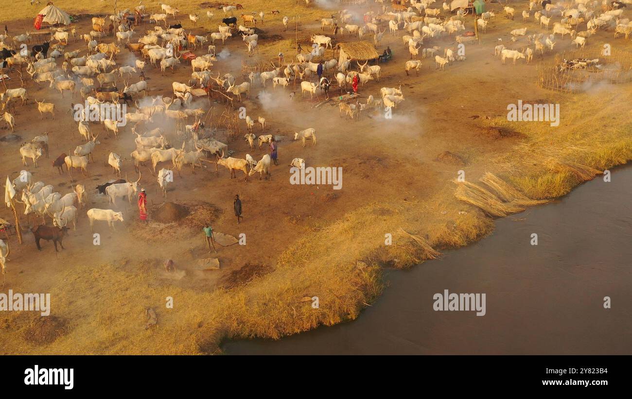 Aerial view of long horns cows in a Mundari tribe cattle camp full of ...