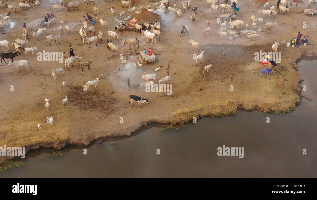 Aerial view of long horns cows in a Mundari tribe cattle camp full of ...