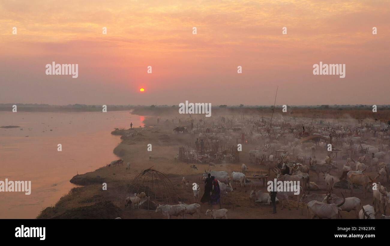Aerial view of long horns cows in a Mundari tribe cattle camp full of ...