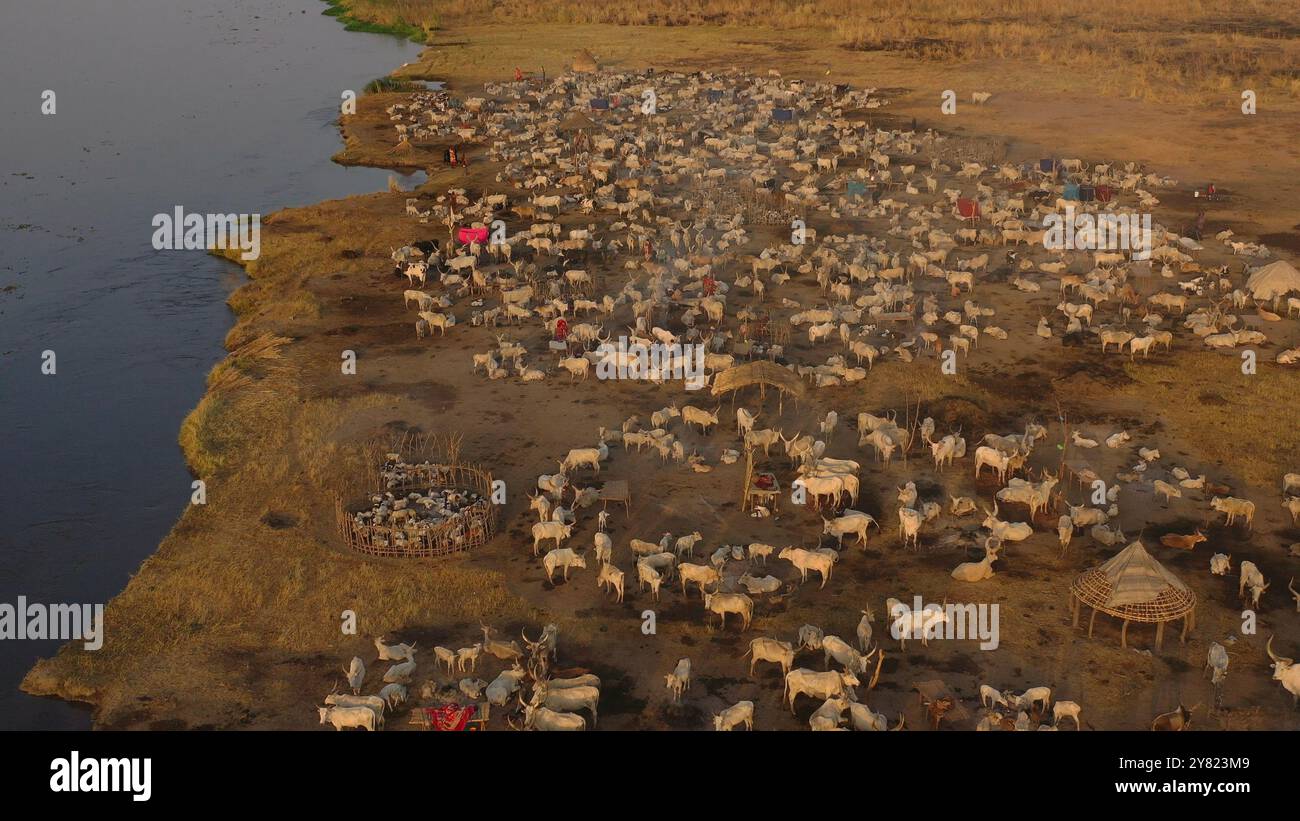 Aerial view of long horns cows in a Mundari tribe cattle camp full of ...