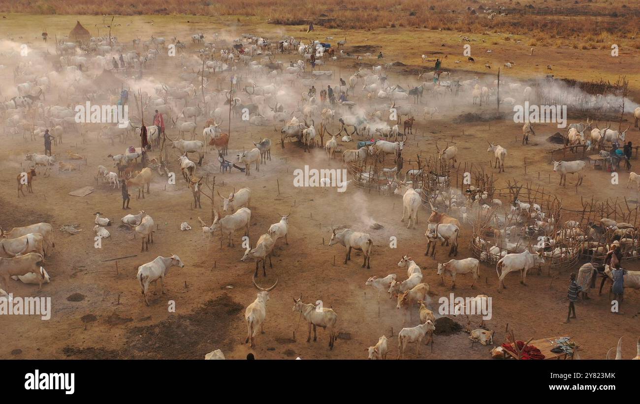 Aerial view of long horns cows in a Mundari tribe cattle camp full of ...