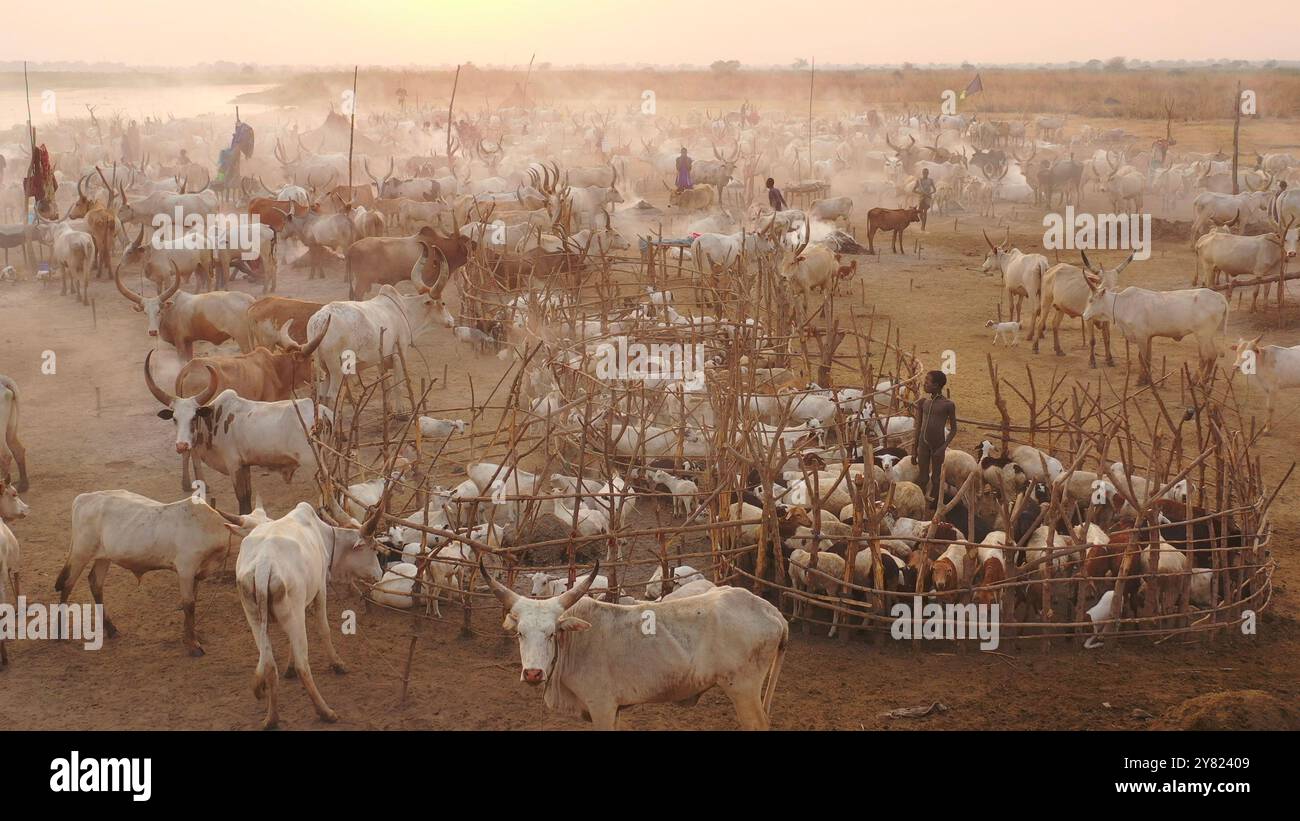 Aerial view of long horns cows in a Mundari tribe cattle camp full of ...