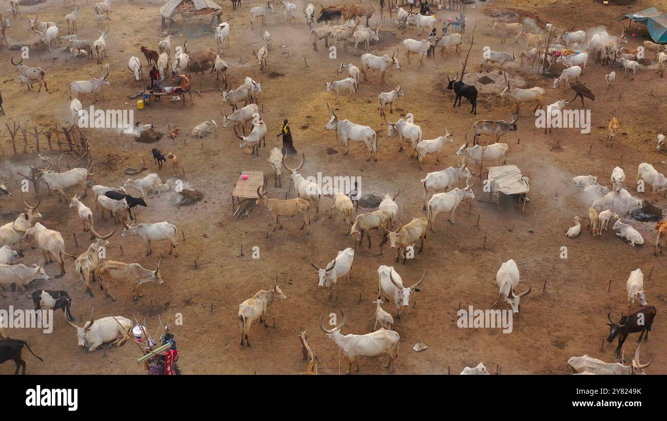 Aerial view of long horns cows in a Mundari tribe cattle camp full of ...