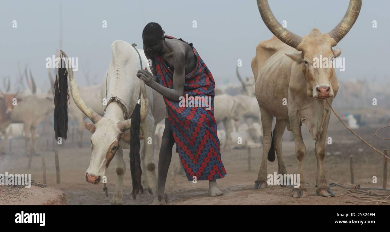 Mundari tribe man covering his cow in ash to repel flies and mosquitoes ...