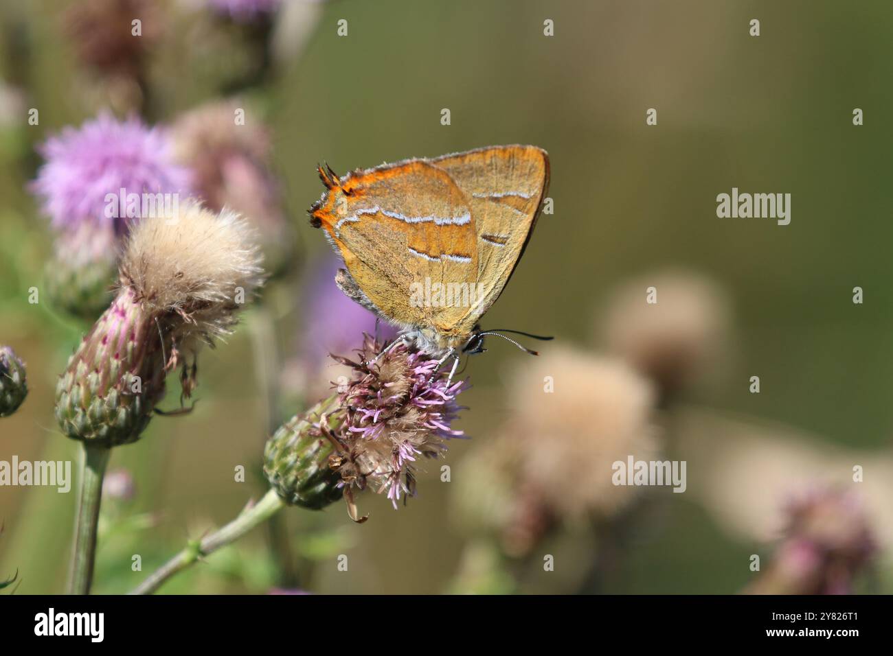 Male brown hairstreak hi-res stock photography and images - Alamy