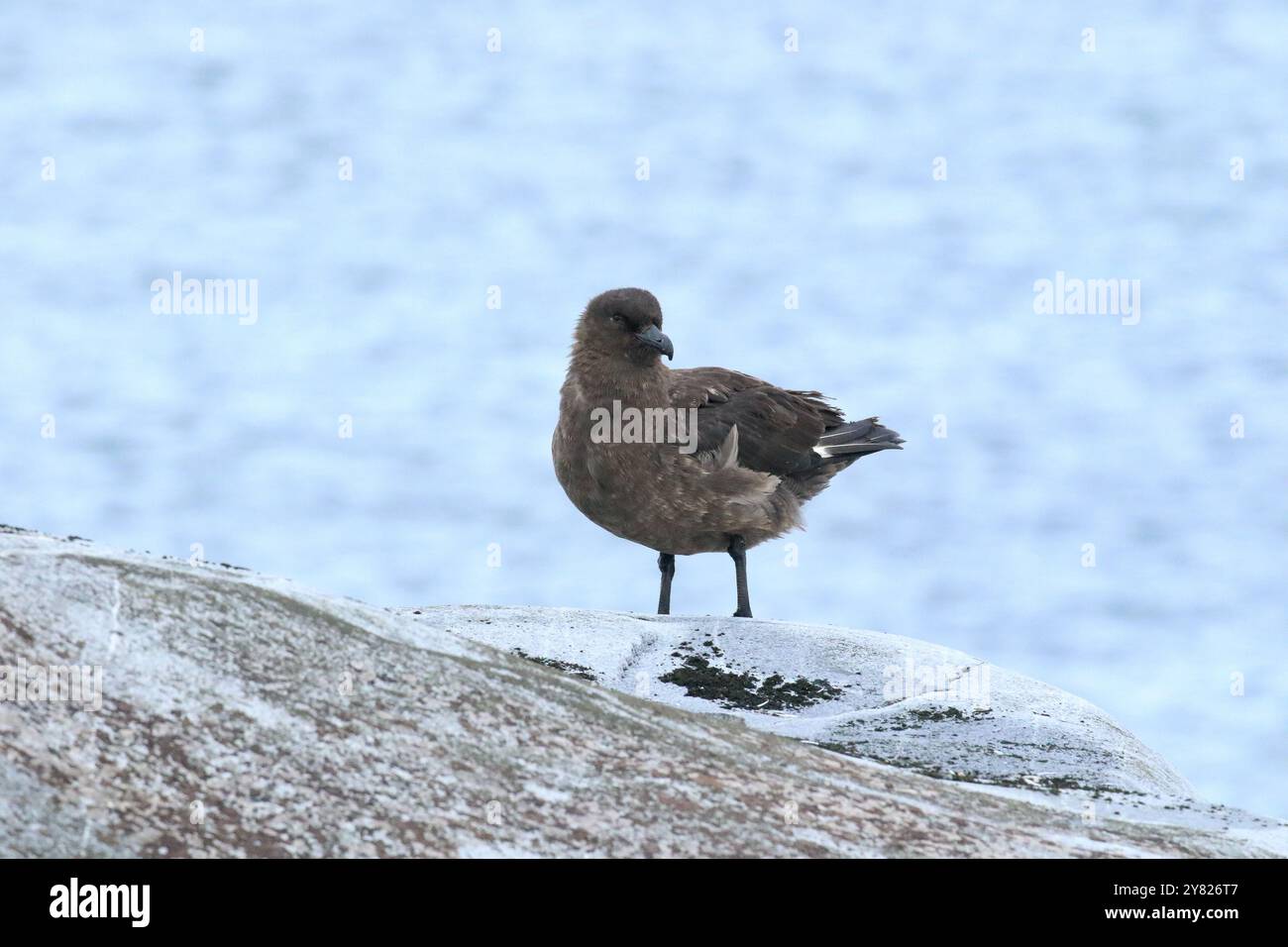 Brown Skua - Stercorarius antarcticus on Petermann Island, Antarctic Peninsula Stock Photo - Alamy