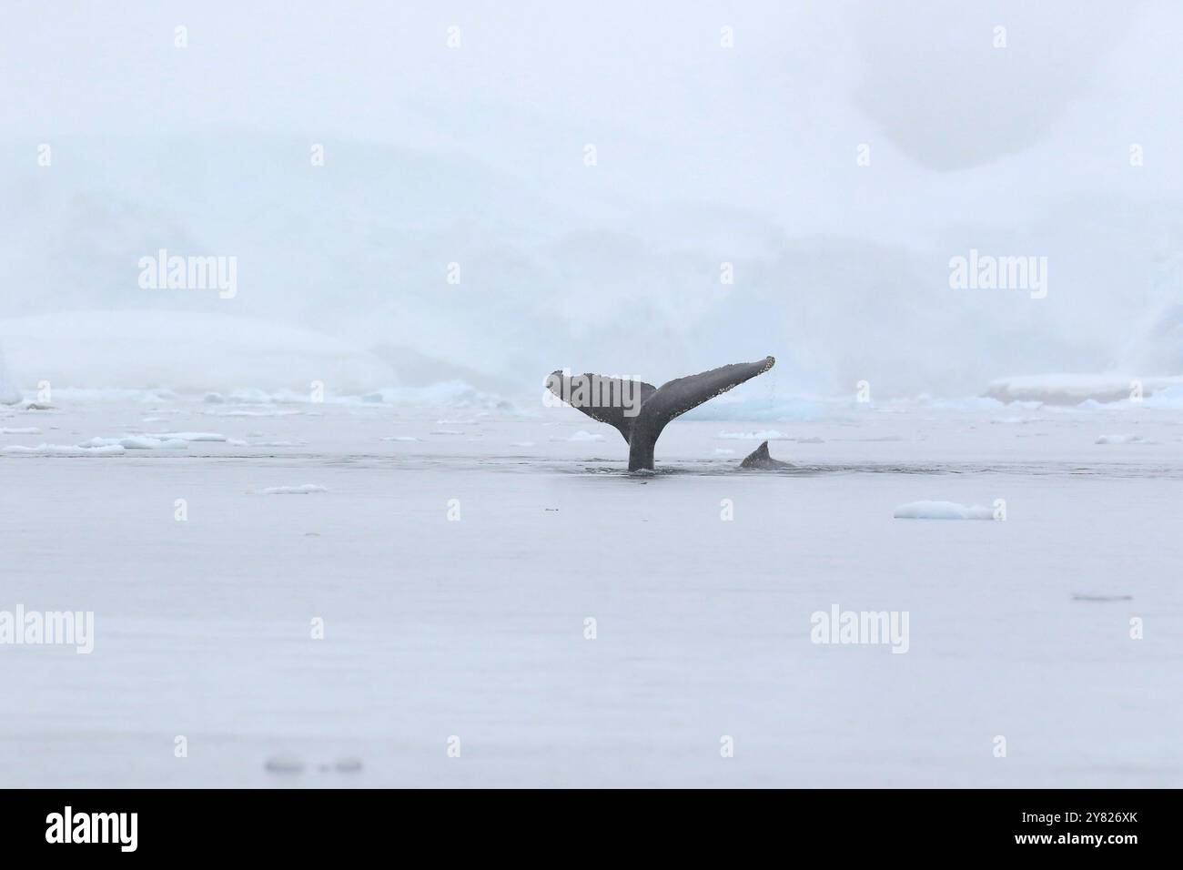 Humpback Whale (Megaptera novaeangliae) tail fluke in misty Skontorp ...