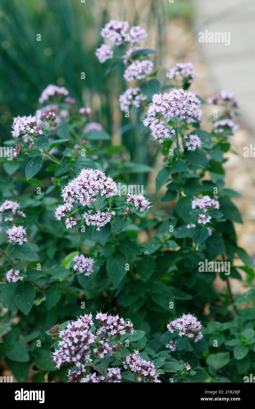 Thymus vulgaris. Thyme flowers Stock Photo - Alamy
