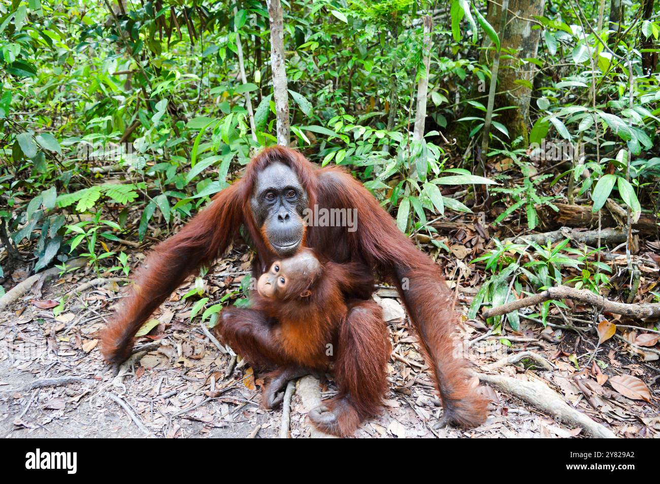 Bornean Orangutan with baby, Pongo pygmaeus, in Tanjung Puting National ...