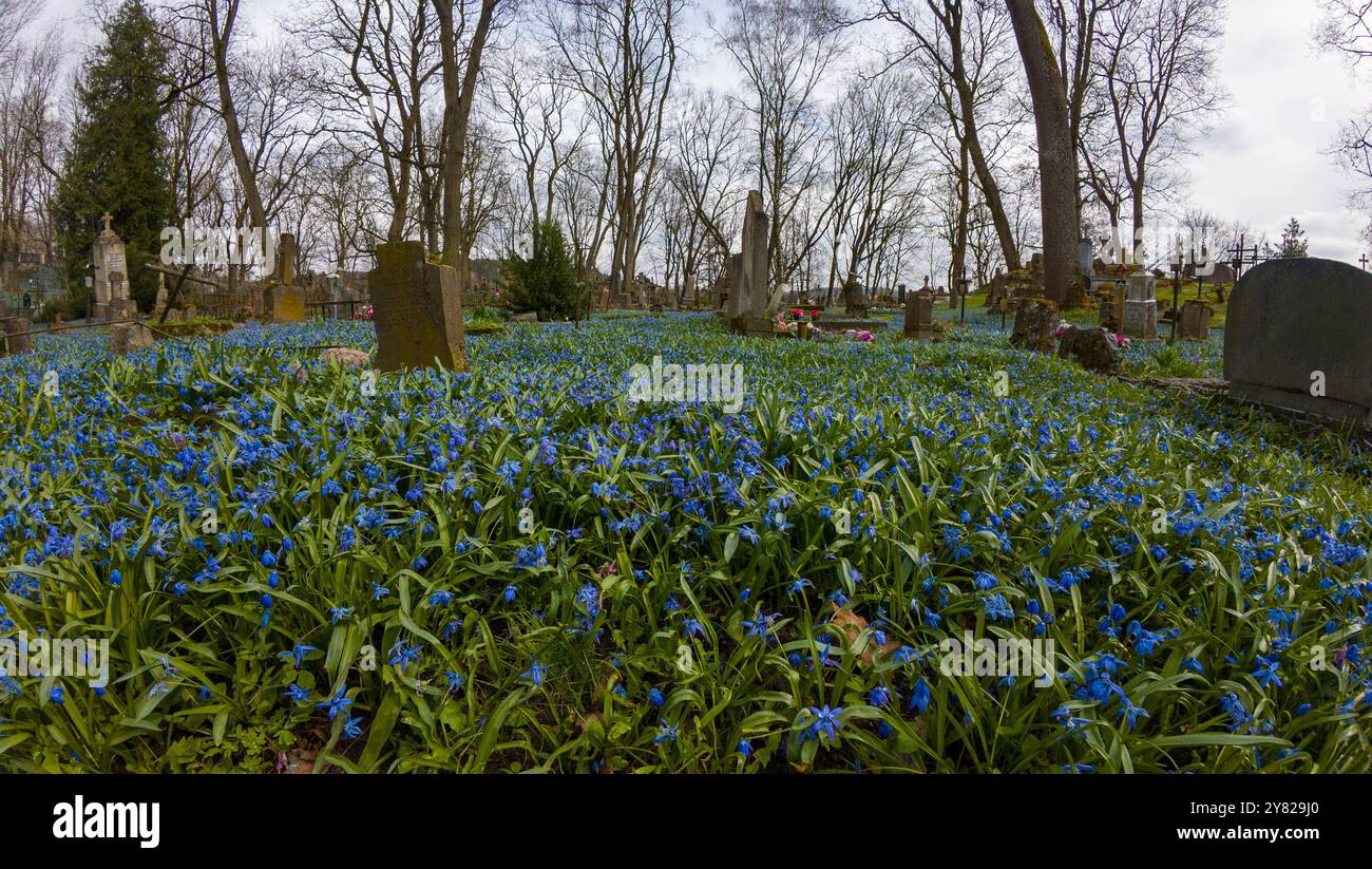A cemetery with old tombstones covered in moss and surrounded by blue ...