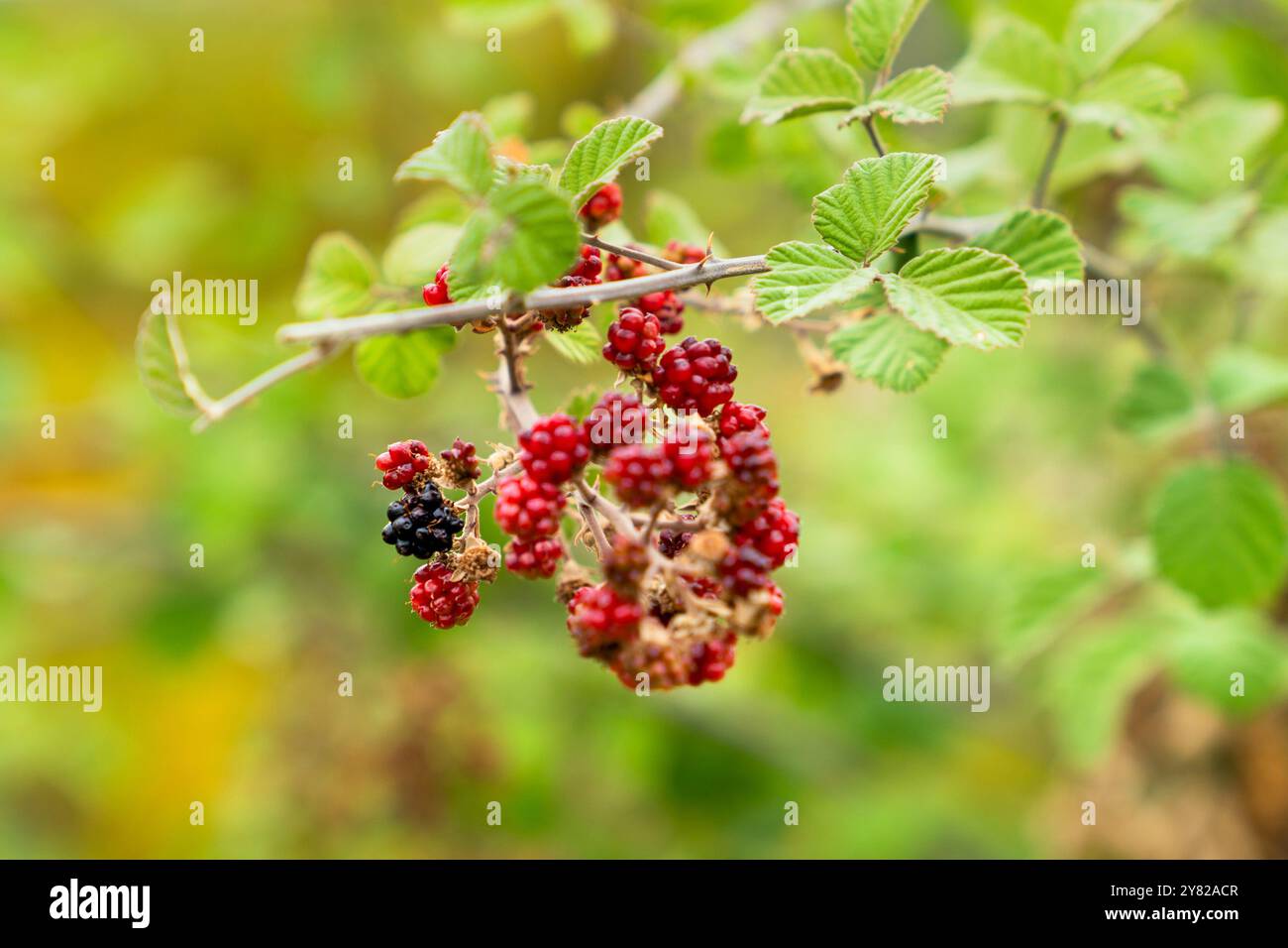 Selective focus and closeup view of shrub and fruit of Rubus ulmifolius ...