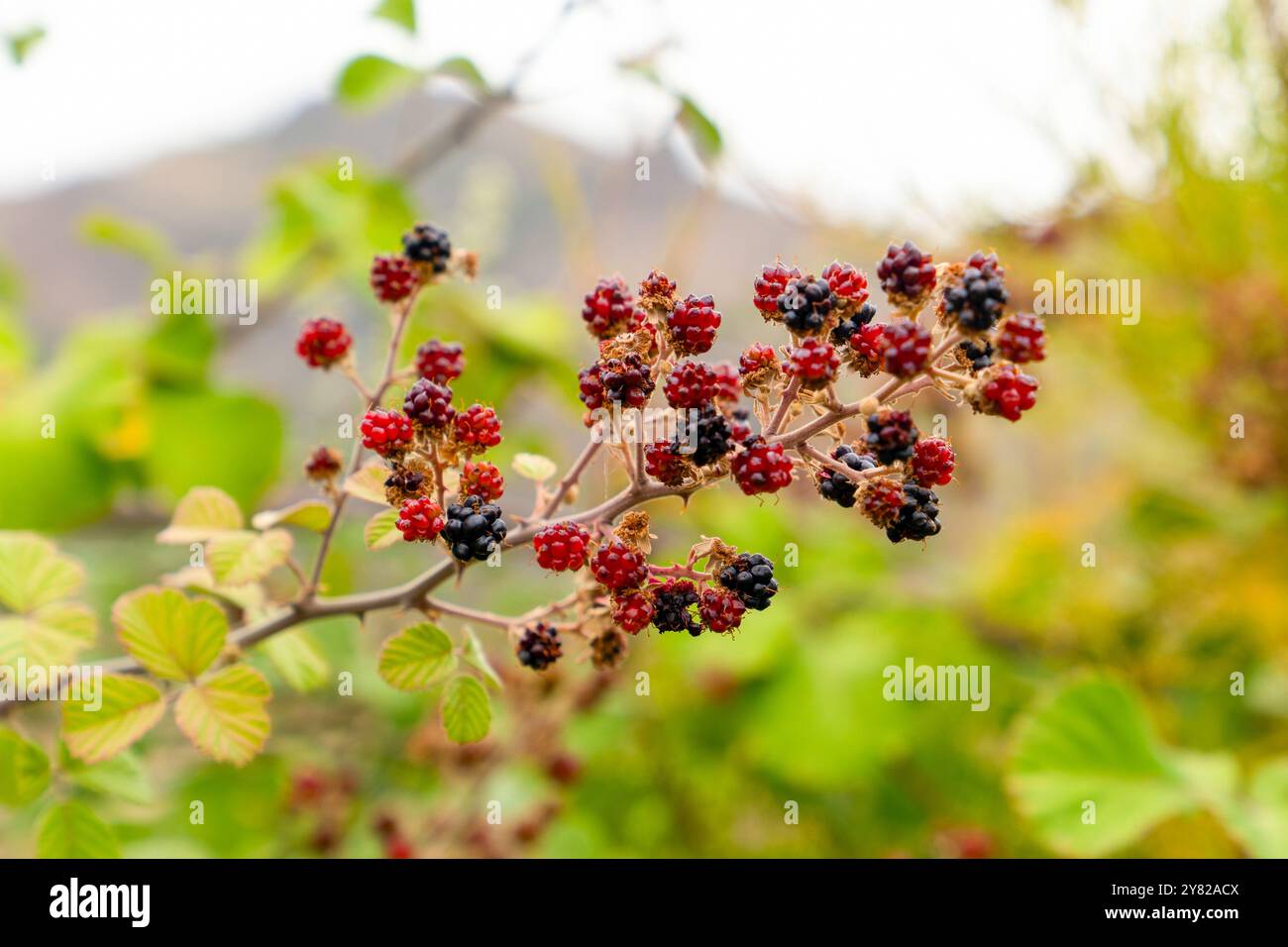 Selective focus view of shrub and fruit of Rubus ulmifolius subsp ...