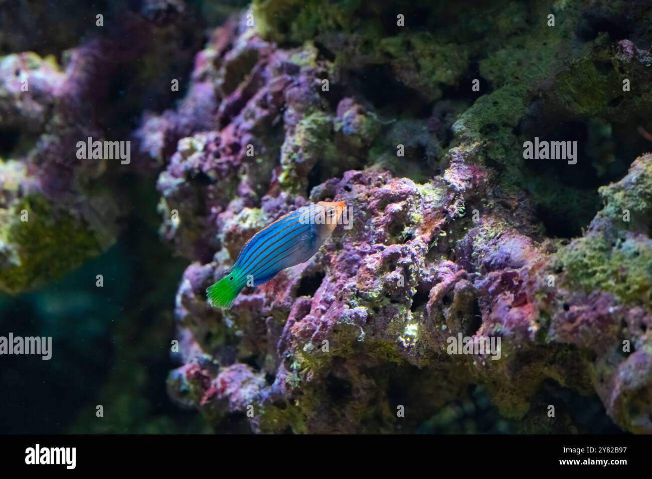 Pseudocheilinus hexataenia, the six line wrasse is a species of marine ...