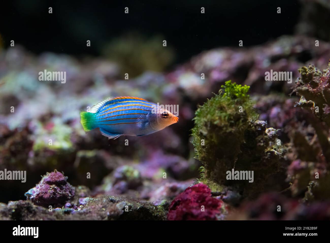 Pseudocheilinus hexataenia, the six line wrasse is a species of marine ...