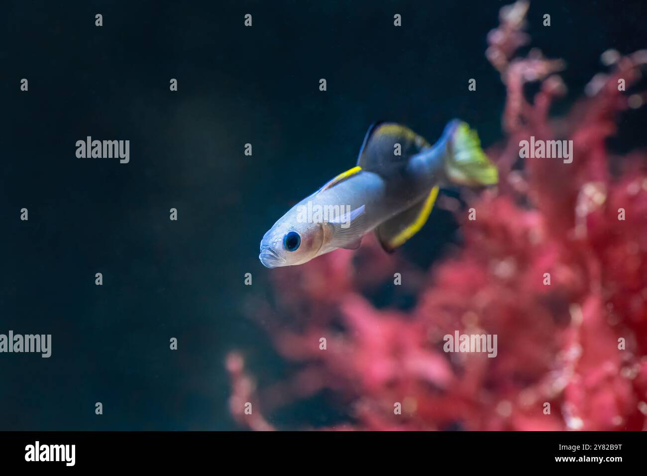 Blackfin dart goby hi-res stock photography and images - Alamy