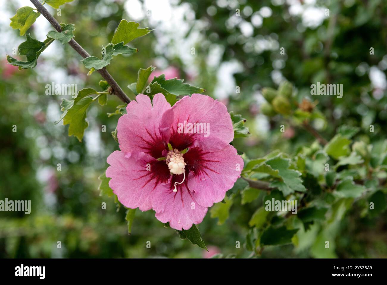 Pink Althea, also known as Rose of Sharon or Hibiscus syriacus Stock ...