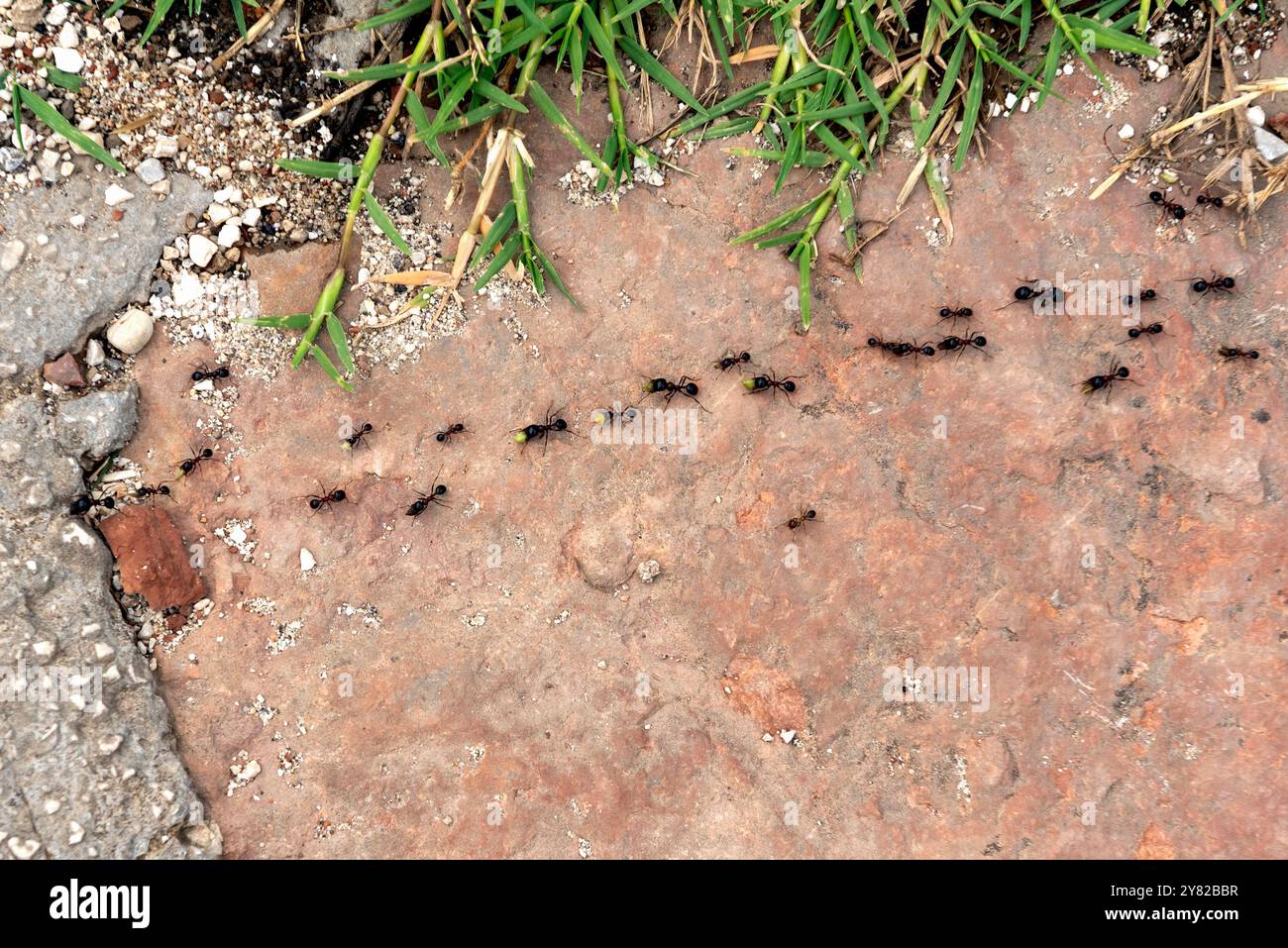 Ants carrying parts of plant to their burrow Stock Photo - Alamy