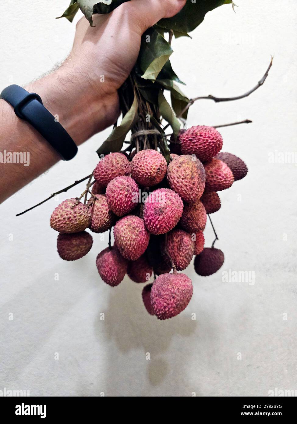 Bunch of lychee fruits in hand Stock Photo - Alamy