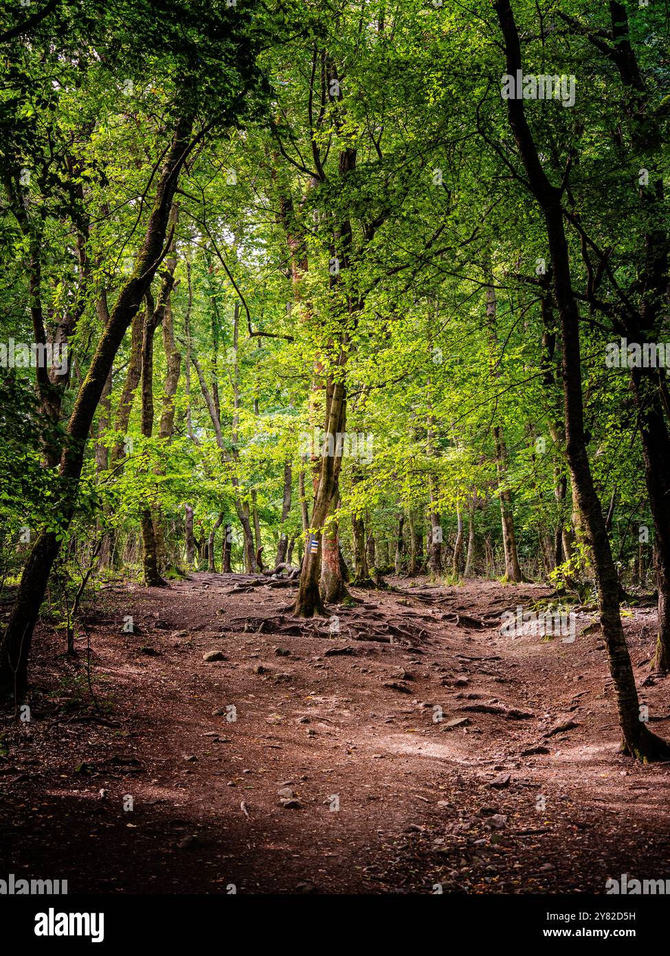 Nagymaros landscape, Danube Bend, Hungary Stock Photo - Alamy