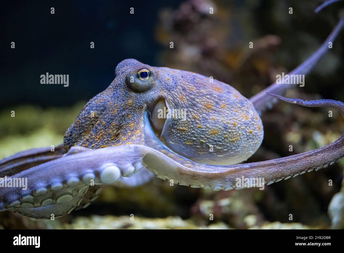 Octopus vulgaris, The common octopus is belonging to the class ...