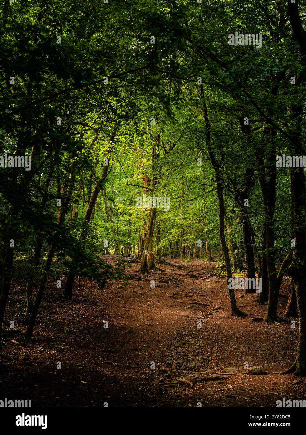 Nagymaros landscape, Danube Bend, Hungary Stock Photo - Alamy