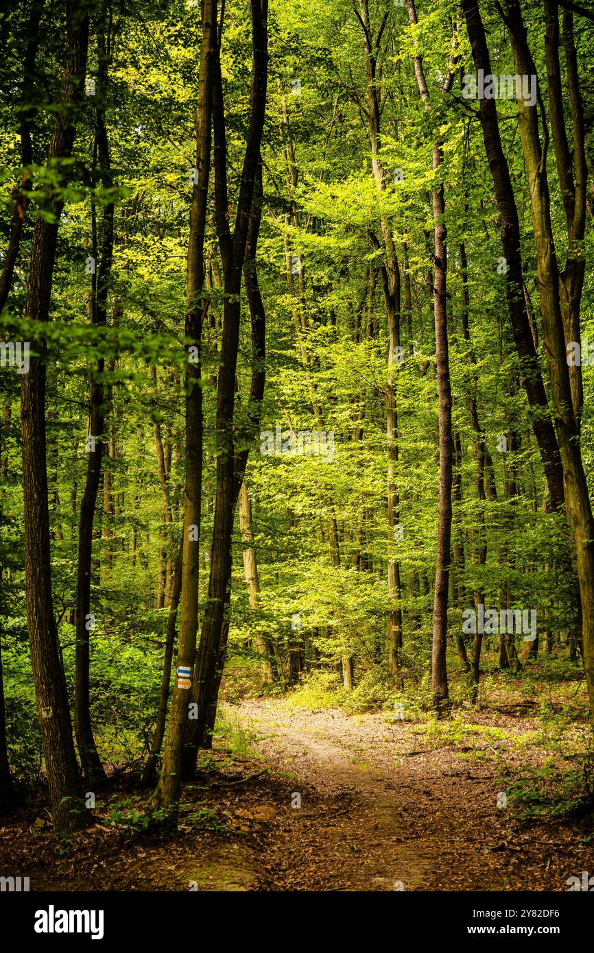 Nagymaros landscape, Danube Bend, Hungary Stock Photo - Alamy