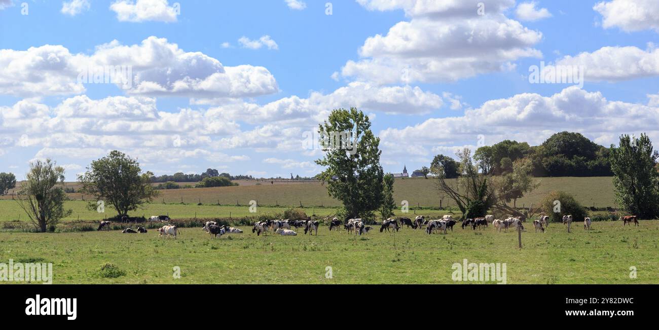 This is a pasture of cows on the farmland of Upper Normandy Stock Photo ...