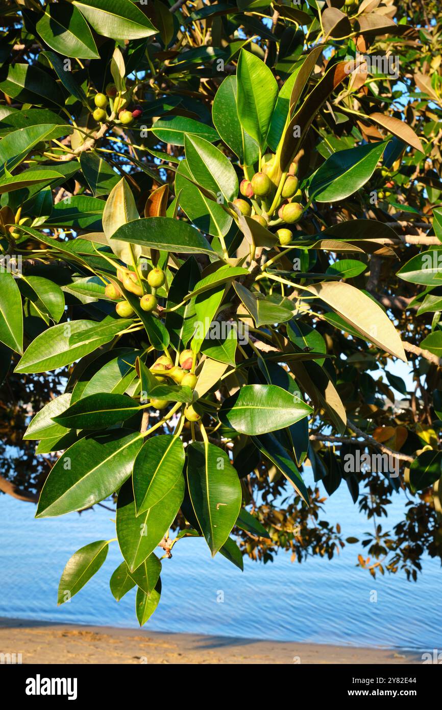 The fruits and foliage of a Moreton Bay Fig Tree, Ficus macrophylla, on ...