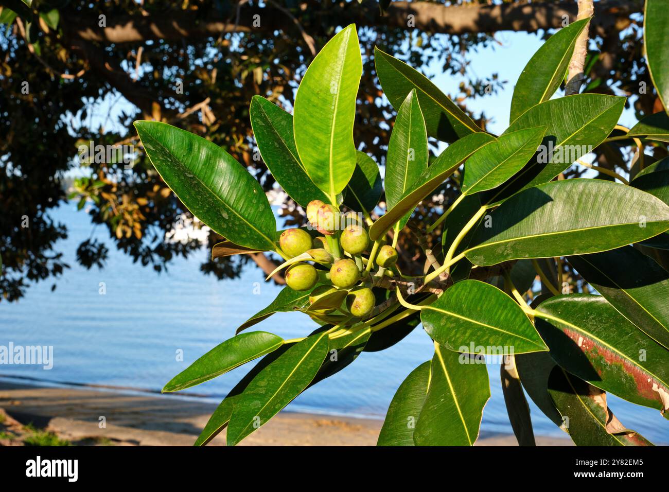 The fruits and foliage of a Moreton Bay Fig Tree, Ficus macrophylla, on ...