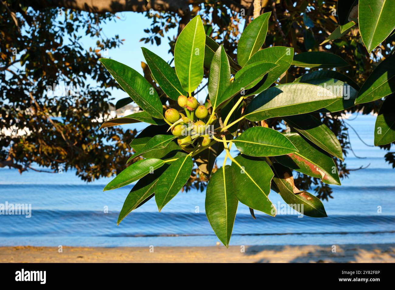 The fruits and foliage of a Moreton Bay Fig Tree, Ficus macrophylla, on ...