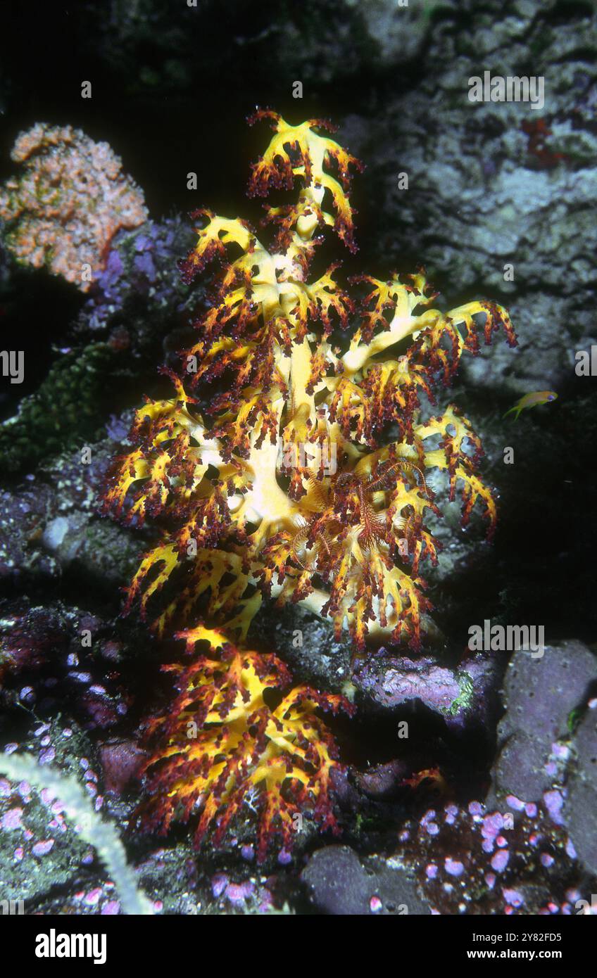 Soft coral from the genus Chironephthya photographed at 12 meters depth ...