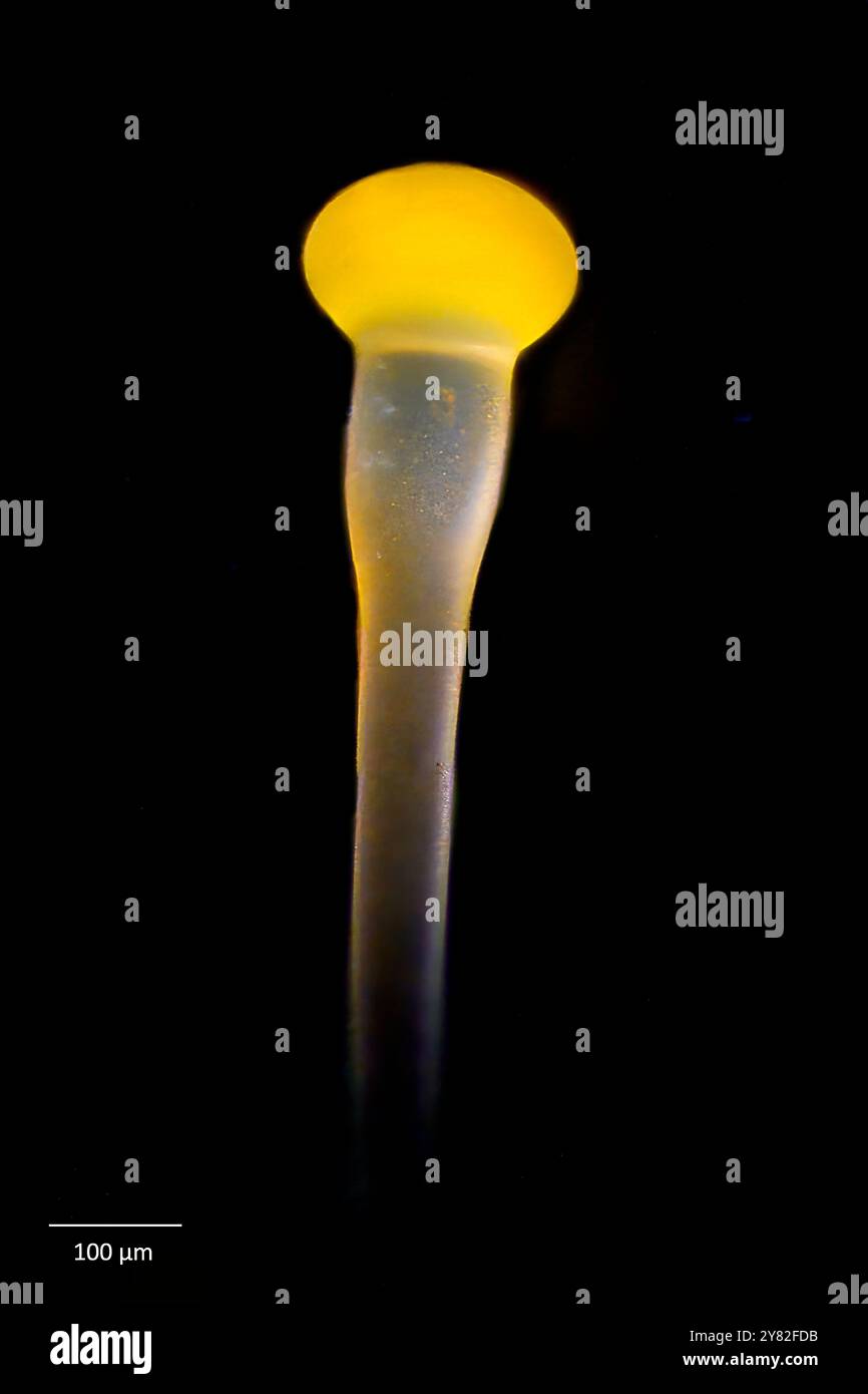 Immature sporangiophore with yellow sporangium of the fungi Pilobolus ...