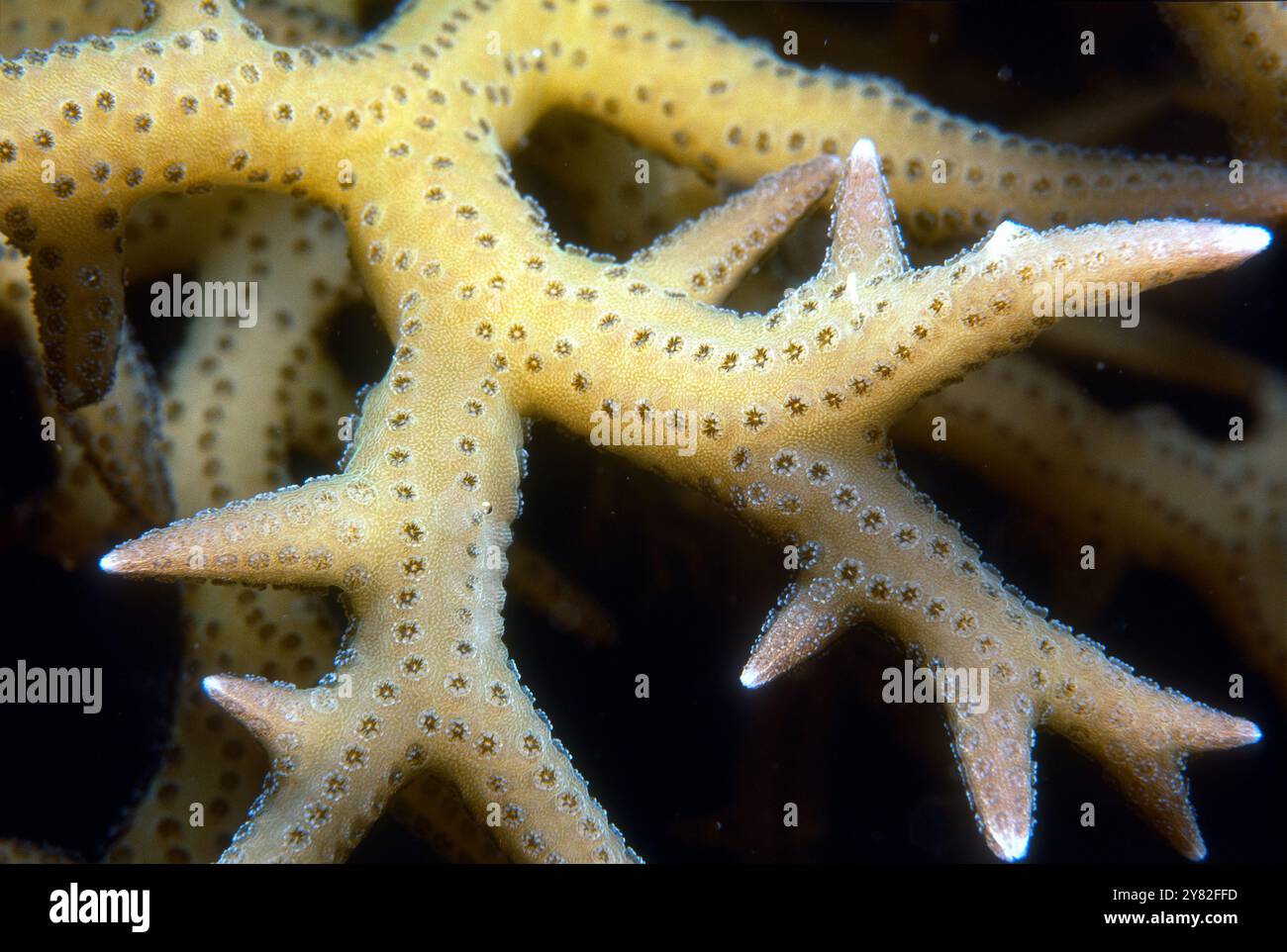 Close up of the tiny polyps and delicate branches of the Thin birdsnest ...
