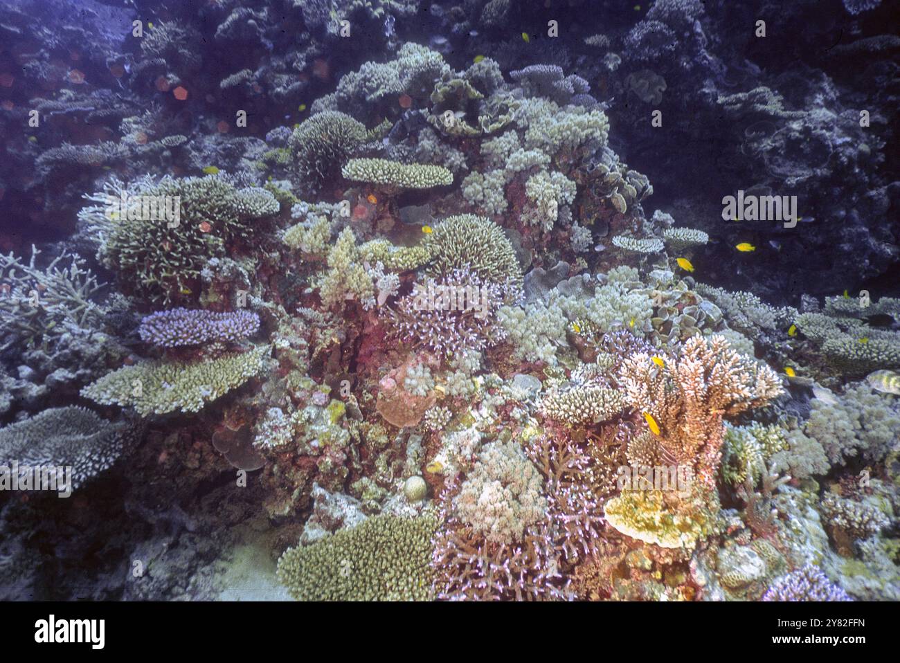 Diverse growth of stony corals (mostly Acropora spp.) on the levard ...