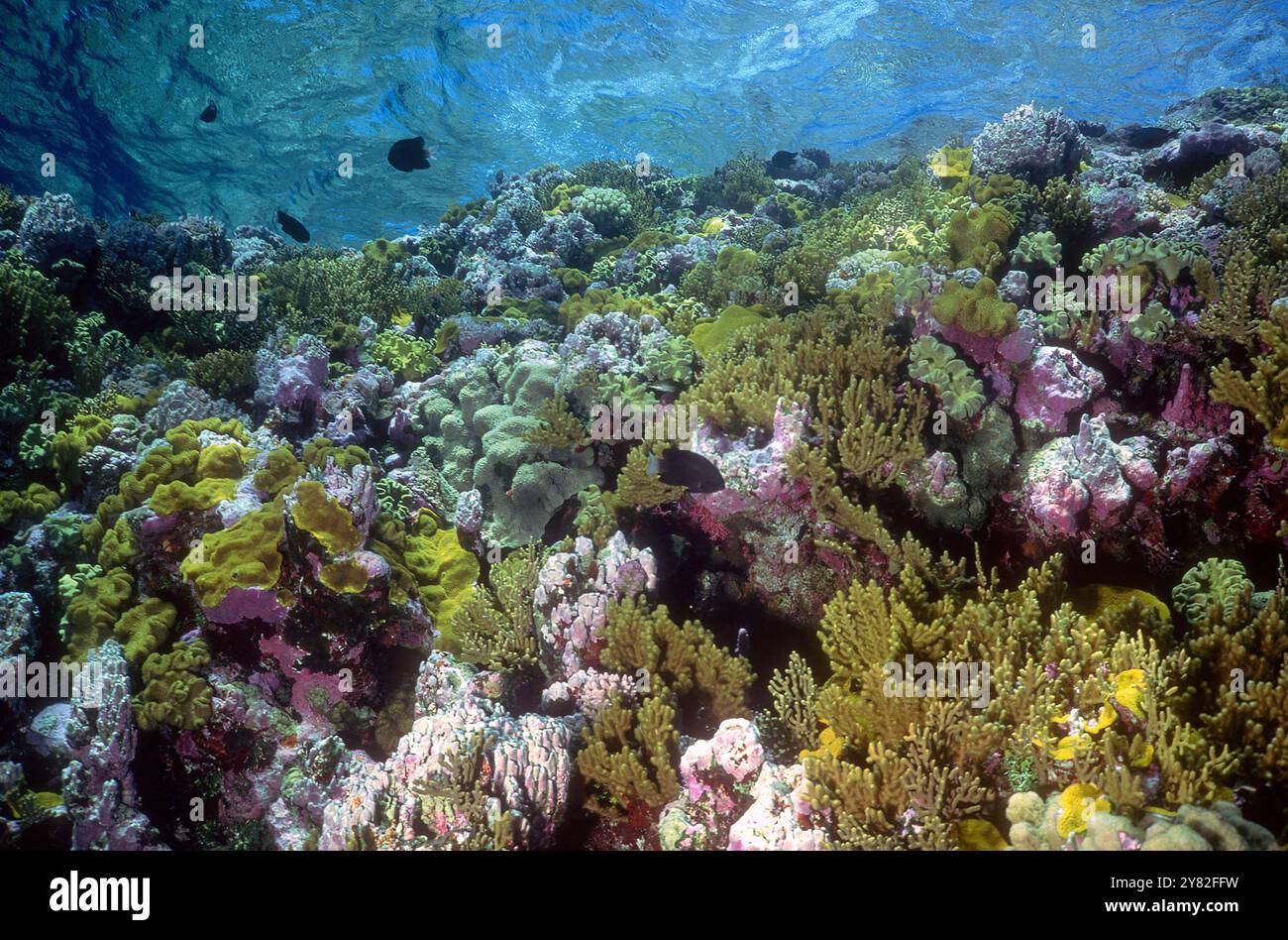 Shallow patch reef in the isolated oceanic Flinders Reef (Coral Sea ...