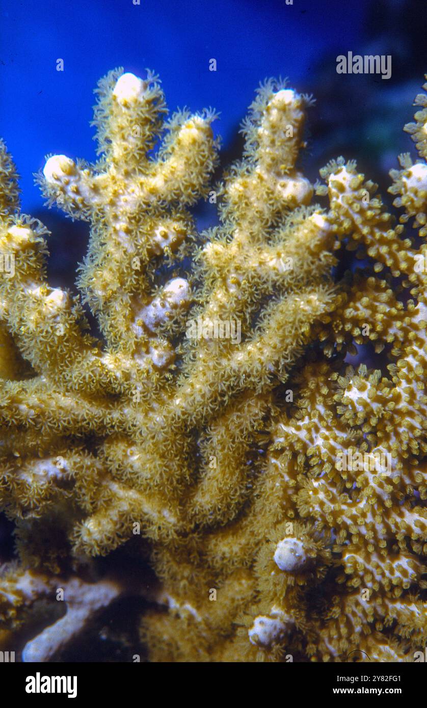 Close of the polyps of Isis hippuris (Octorallia, Isidiidae). Flinders ...