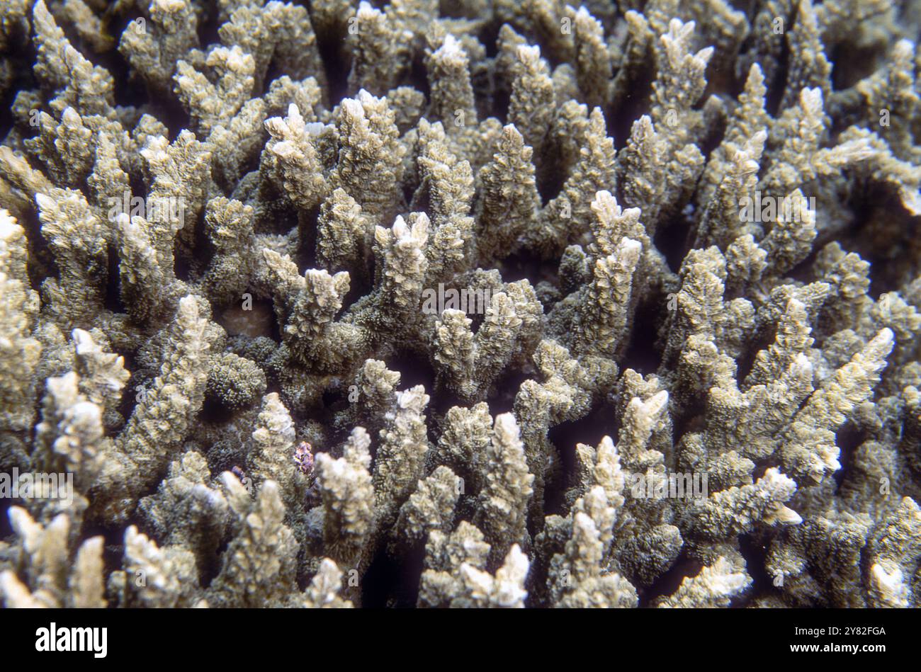 Hydnophora rigida hi-res stock photography and images - Alamy