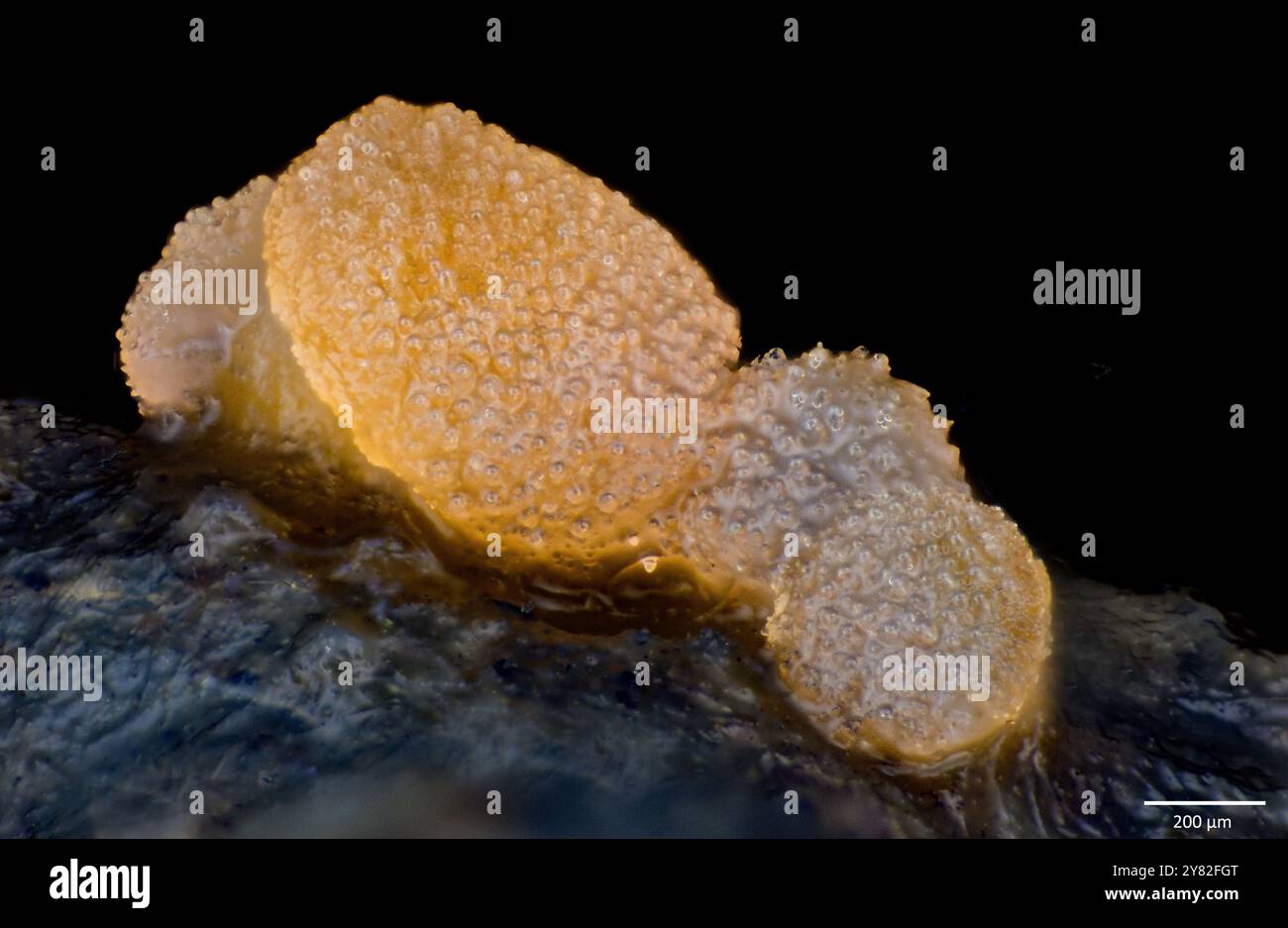 The fungus Iodophanus carneus growing from sheep dung in southern ...