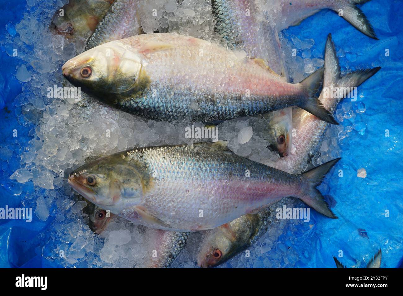 The Hilsa Fish: Bangladesh's National Treasure, National fish of Bangladesh, It is so tasty ...