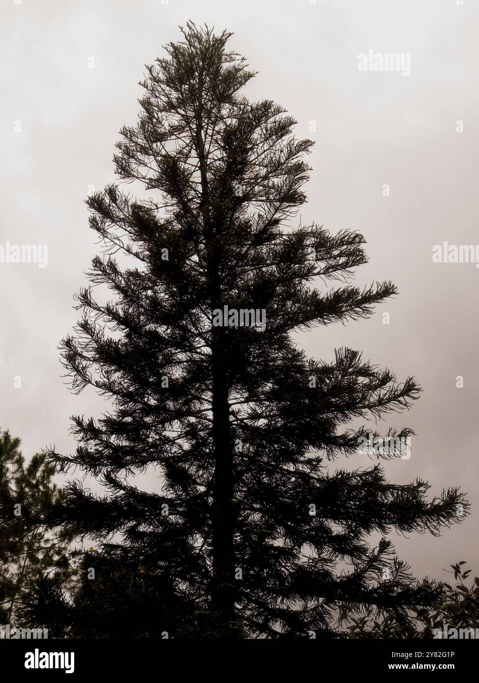 Pine tree and moody sky Stock Photo - Alamy