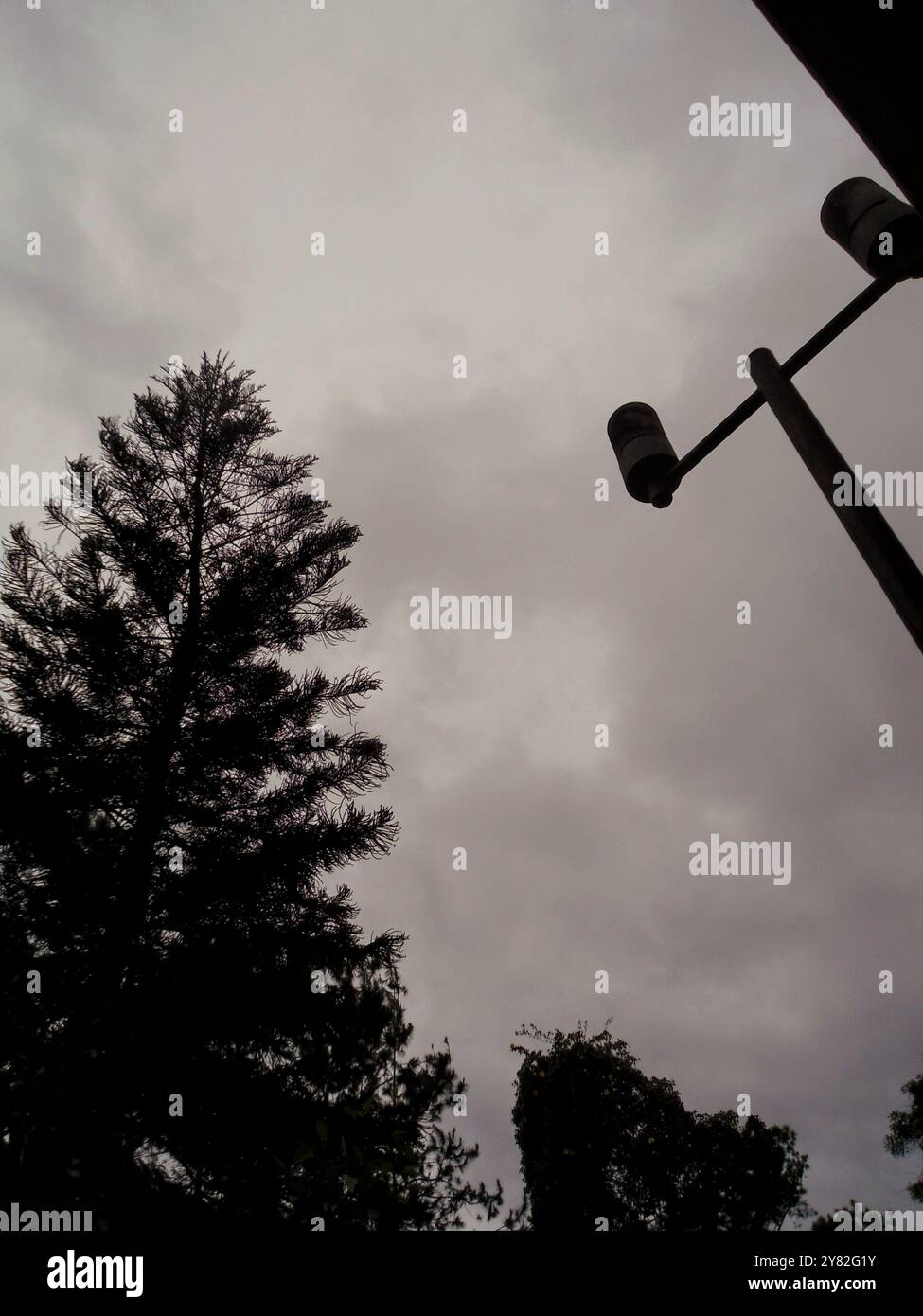 Pine tree and moody sky Stock Photo - Alamy