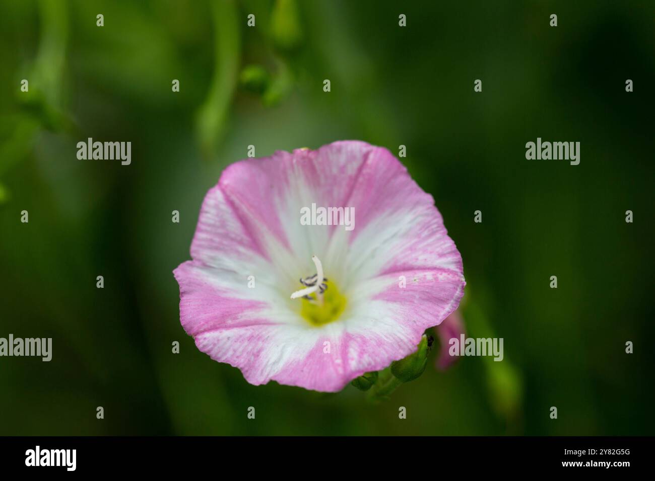 small round flowers of wild climbing plant Convolvulus arvensis ...