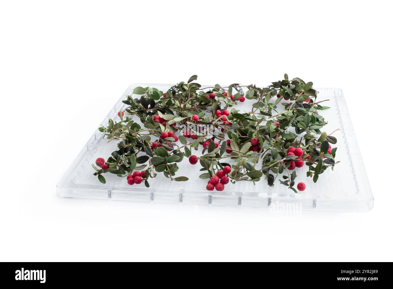 Lingonberry berries leaves on Cut Out Stock Images & Pictures - Alamy