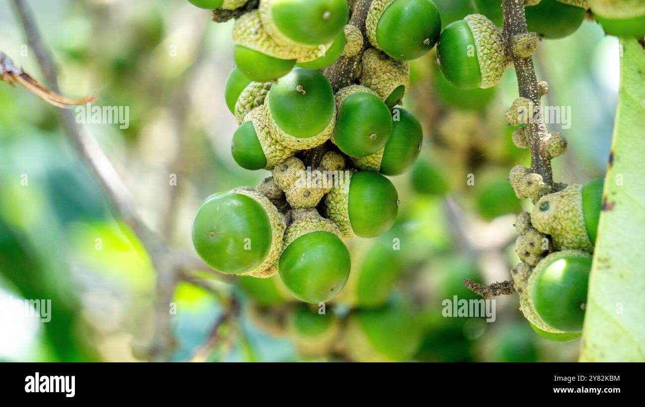 Lithocarpus fruit. Trees rarely to 20 m tall. Lithocarpus is a genus in ...