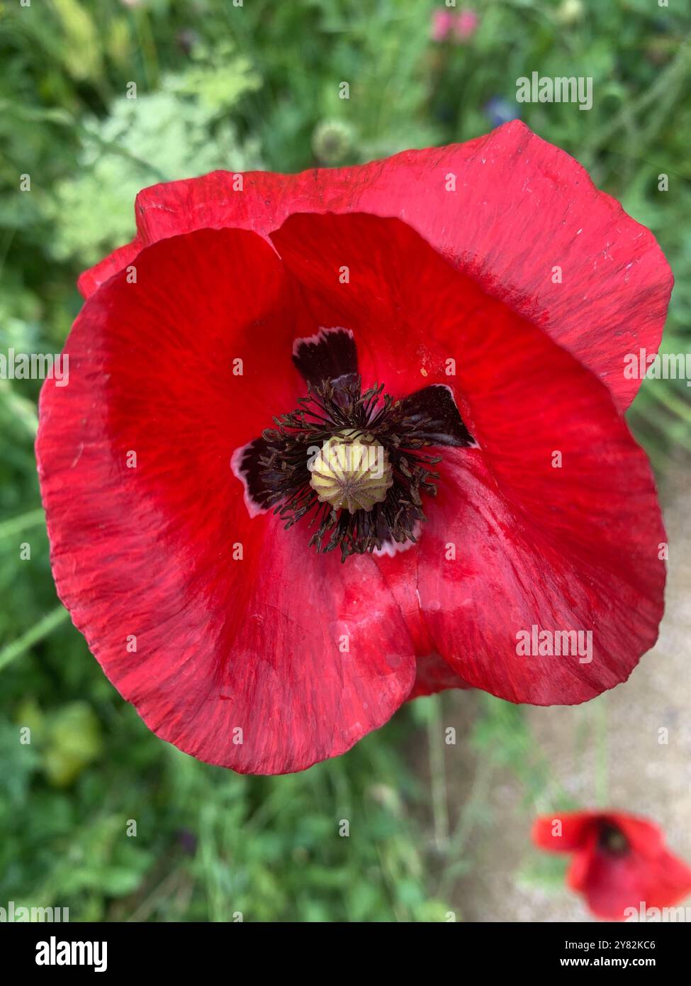 Poppy, Tower of London, London, UK Stock Photo - Alamy